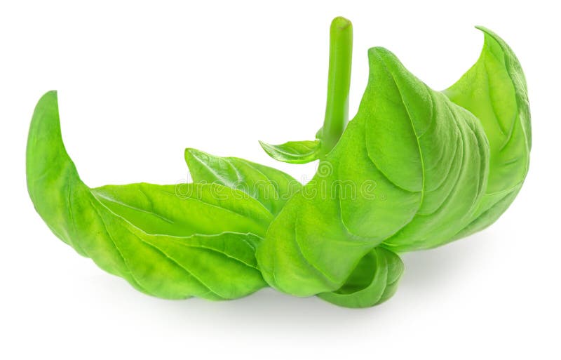 Fresh Green Basil Leaves Isolated on White Background, Top View. Basil ...