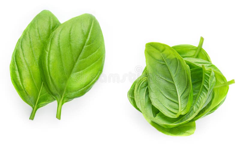 Fresh Green Basil Leaves Isolated on White Background, Top View. Basil ...