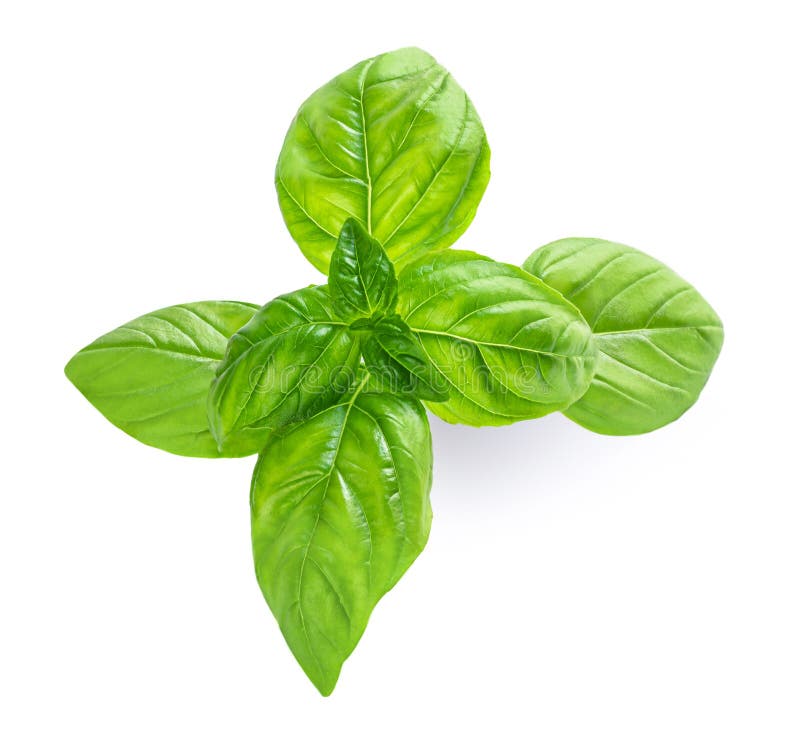 Fresh Green Basil Leaves Isolated on White Background, Top View. Basil ...