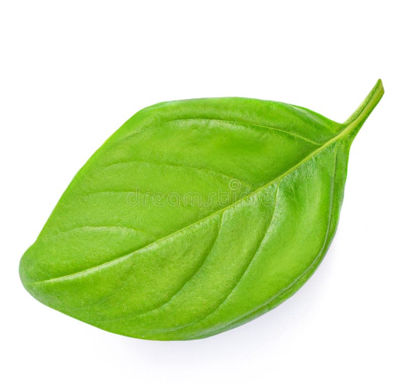 Fresh Green Basil Leaves Isolated on White Background, Top View. Basil ...