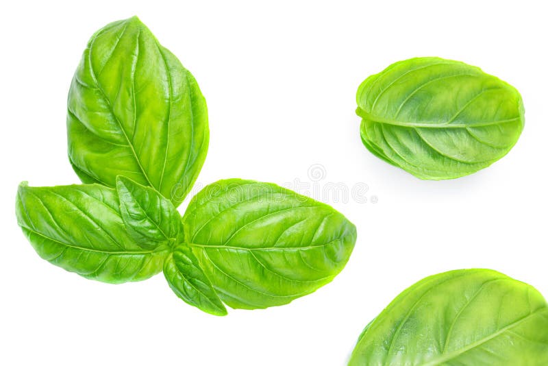 Fresh Green Basil Leaves Isolated on White Background, Top View. Basil ...