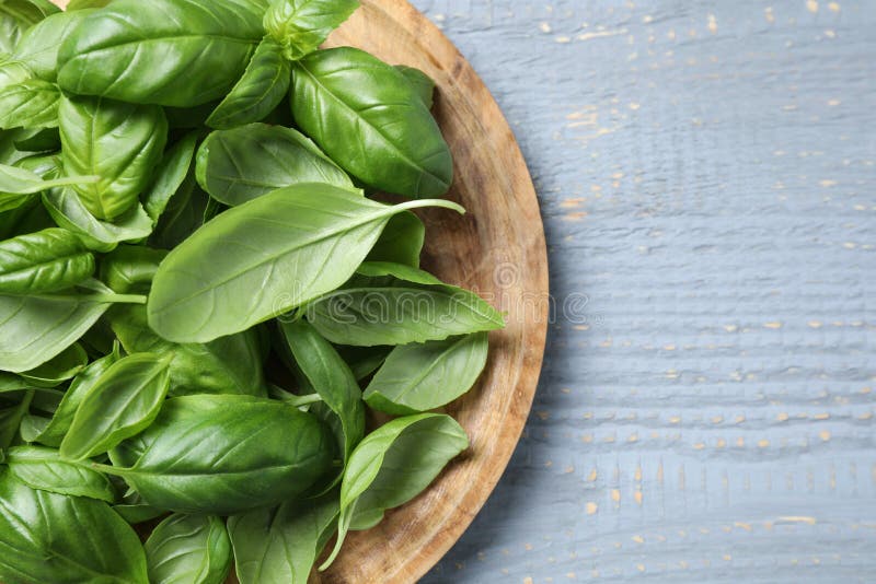 Fresh Green Basil on Light Grey Wooden Table. Space for Text Stock ...