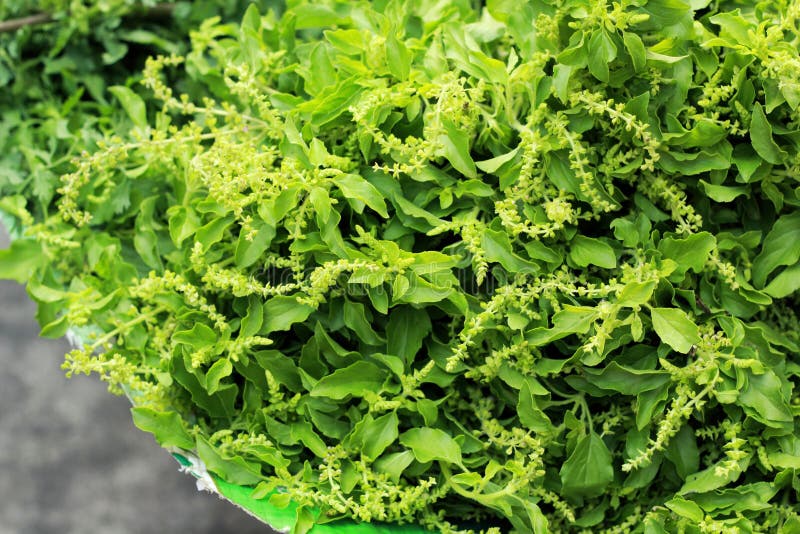 Fresh Green Basil in the Market Stock Photo - Image of cuisine, natural ...