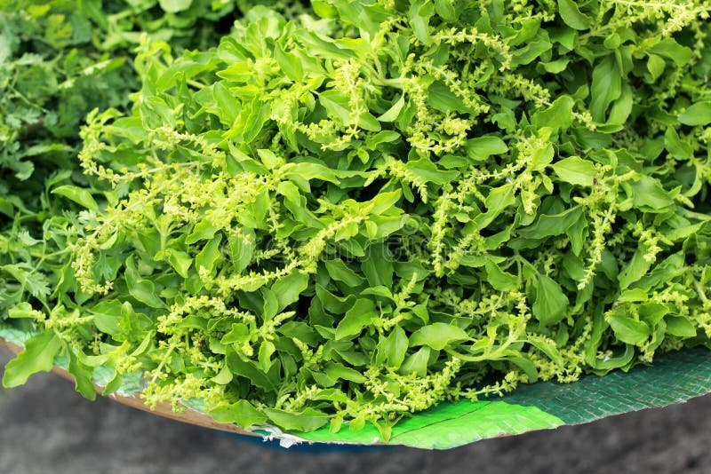 Fresh Green Basil in the Market Stock Image - Image of heal, fresh ...
