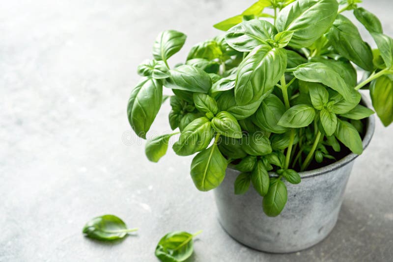 Fresh Green Basil in Pot on Concrete Background Stock Illustration ...