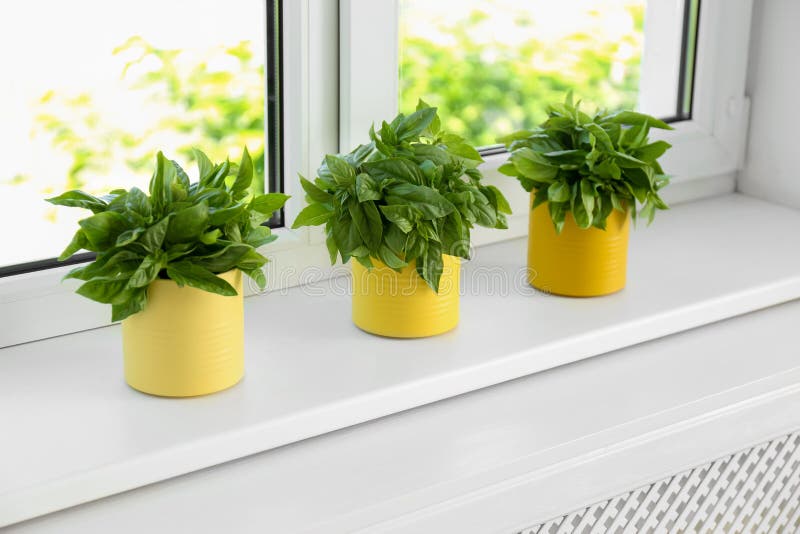 Fresh Green Basil in Pots on White Window Sill Stock Image - Image of ...