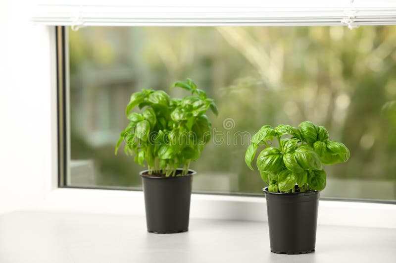 Fresh green basil in pots stock image. Image of italian - 130421867