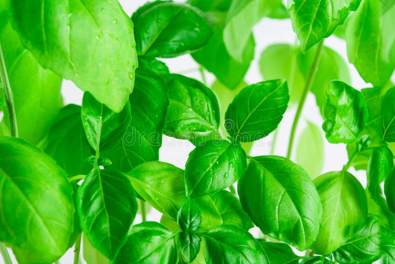 Red Basil with Green on Plate, Closeup View Stock Photo - Image of ...