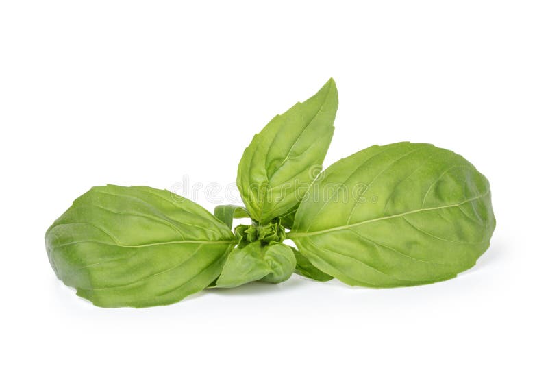 Fresh Green Basil Top Leaves Stock Image - Image of basilic, isolated ...