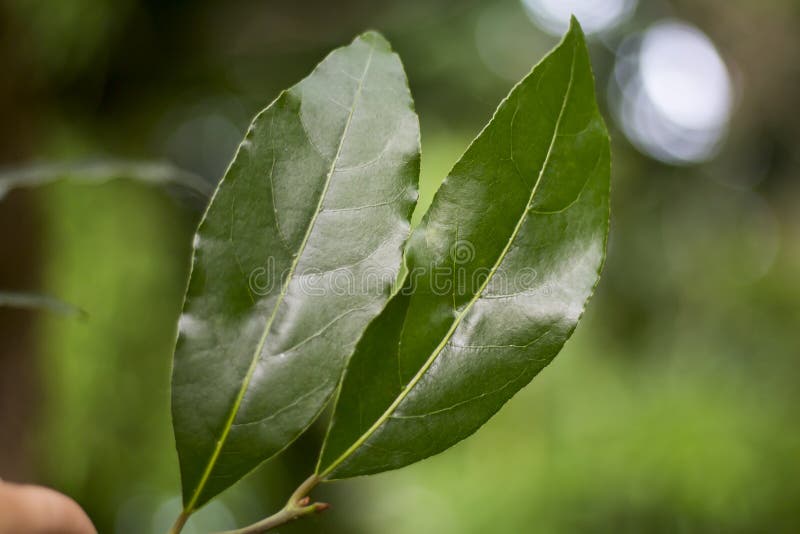 Fresh green Bay leaf stock photo. Image of bush, aromatic - 129719442