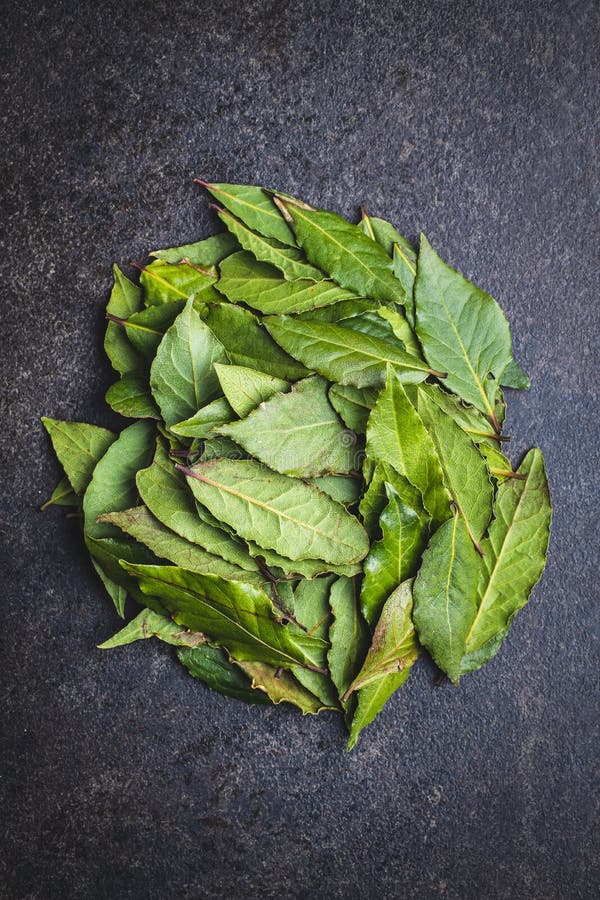 Fresh green bay leaves stock photo. Image of culinary - 213625000