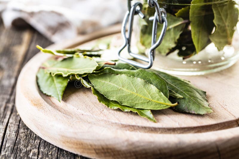 Fresh Green Bay Leaves on Cutting Board Stock Image - Image of ...