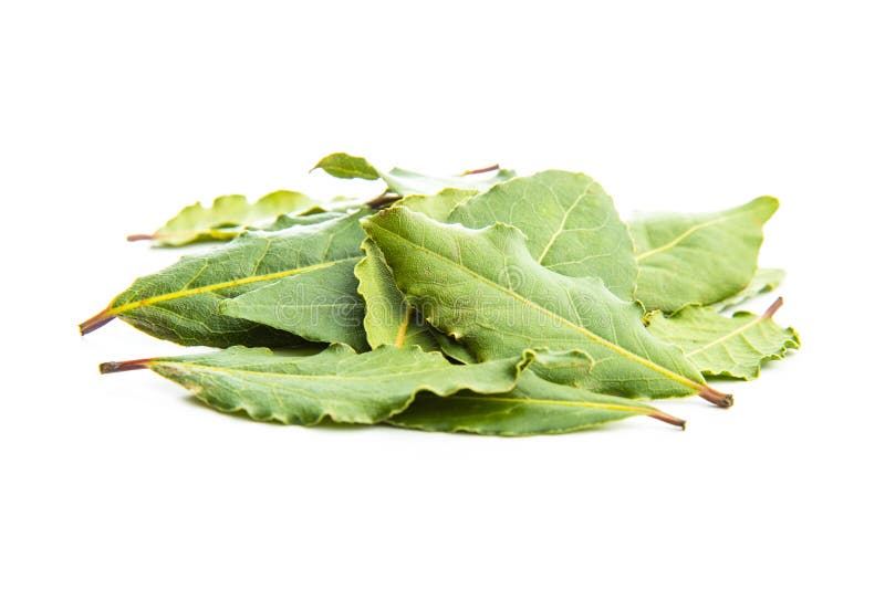 Fresh green bay leaves stock image. Image of isolated - 213519271