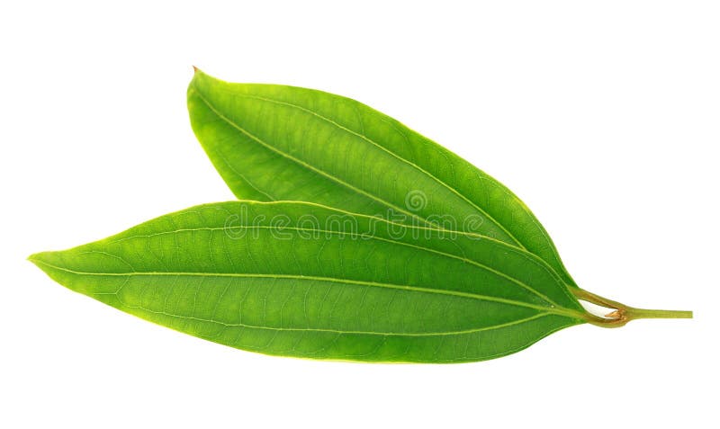 Fresh Green Bay Leaves Isolated on White Background Stock Photo - Image ...