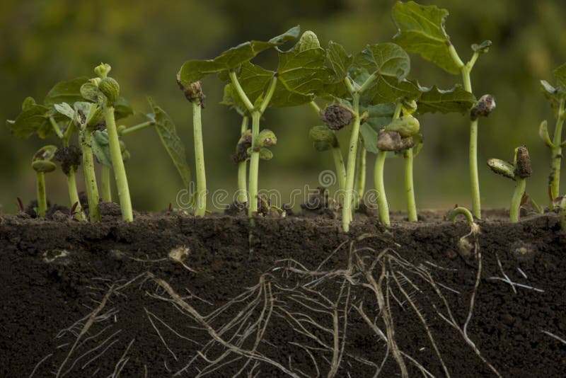 Fresh Green Bean Plants with Roots Stock Photo - Image of bean, cherish ...