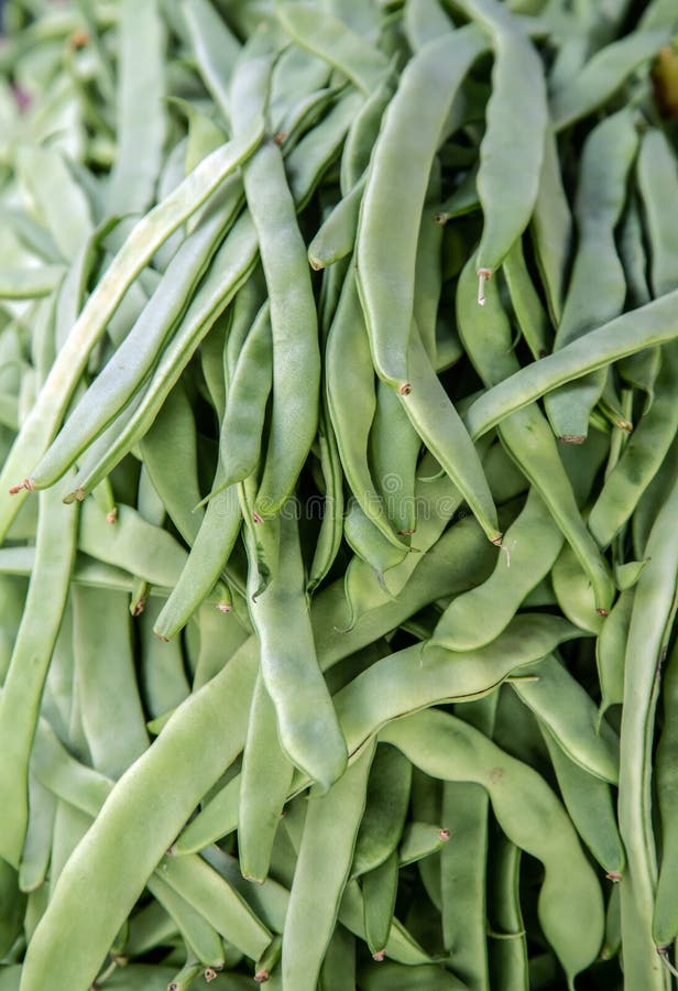 Sword Bean Growing Greenhouse Farm Image222584533 Stock Photos - Free ...