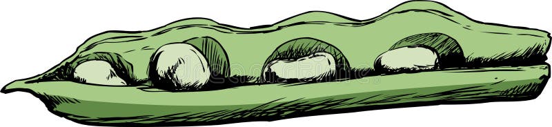 Fresh green beans in shell stock illustration. Illustration of legume ...
