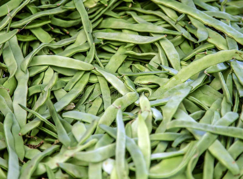 Sword Bean Growing Greenhouse Farm Image222584533 Stock Photos - Free ...