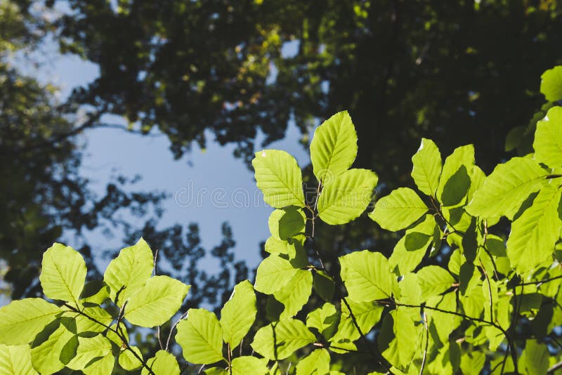 Fresh Green Beech Trees Foliage Stock Image - Image of freshness ...