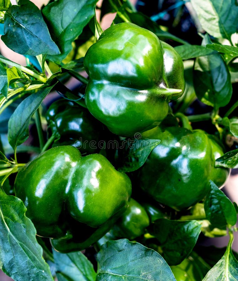 Tasty Fresh Bell Pepper Close Up Growing on the Vine Stock Image ...
