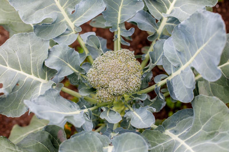 Fresh Green Big Broccoli in the Garden Stock Image - Image of health ...