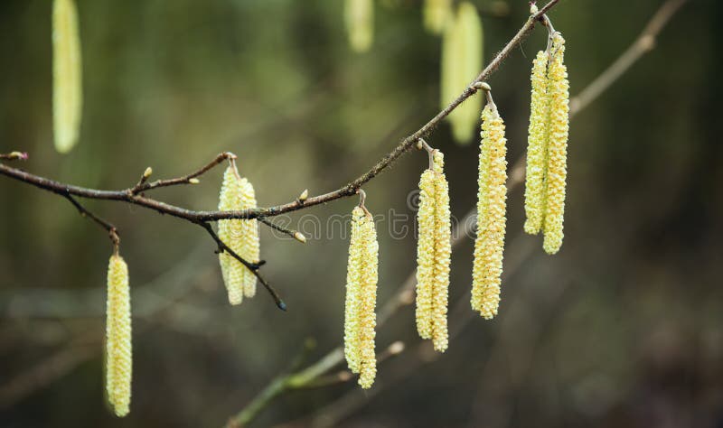 Fresh Green Birch Tree Flowers in Spring Stock Photo - Image of natural ...