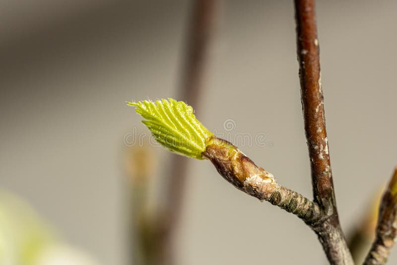 Fresh Green Birch Tree Leaves and Branches Stock Image - Image of tiny ...