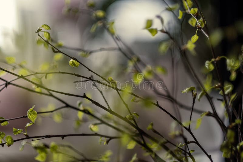 Fresh Green Birch Tree Leaves and Branches Stock Image - Image of ...