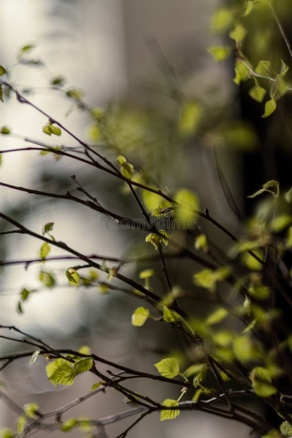 Fresh Green Birch Tree Leaves and Branches Stock Image - Image of ...