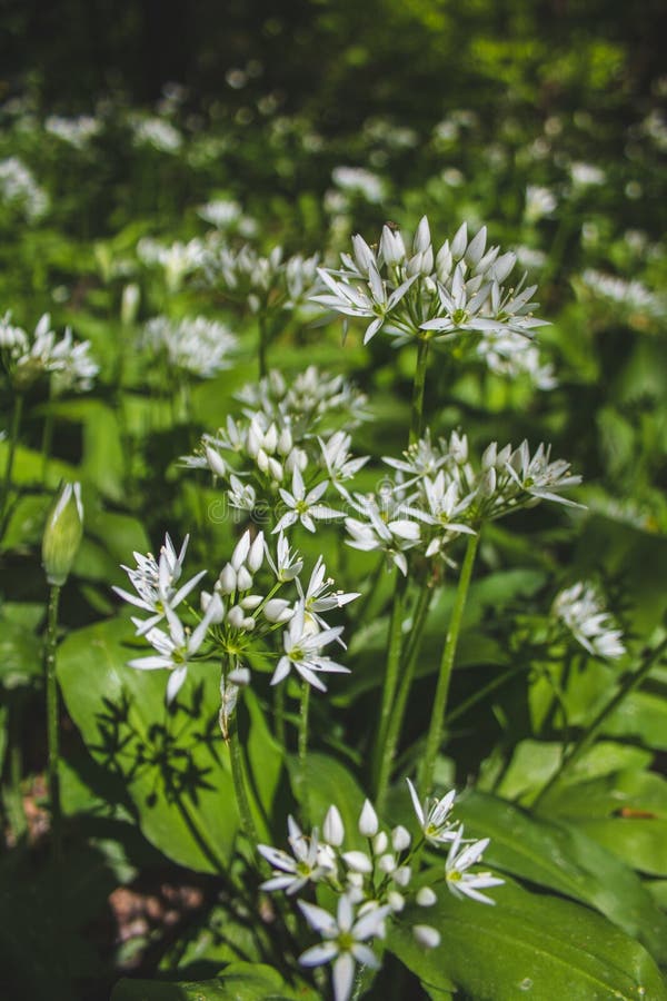 Fresh Green Blooming Ramson Also Called Wild Leek or Wild Garlic is ...