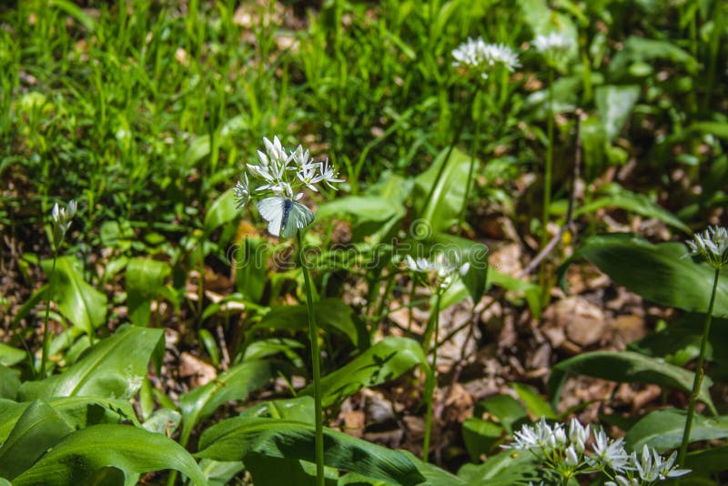 Fresh Green Blooming Ramson Also Called Wild Leek or Wild Garlic is ...
