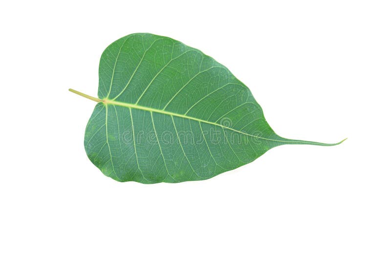 Fresh Green Bodhi Leave on Isolate Background Stock Image - Image of ...