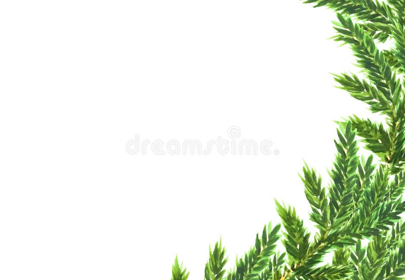 Green Evergreen Branches Create a Refreshing Natural Border Against a ...