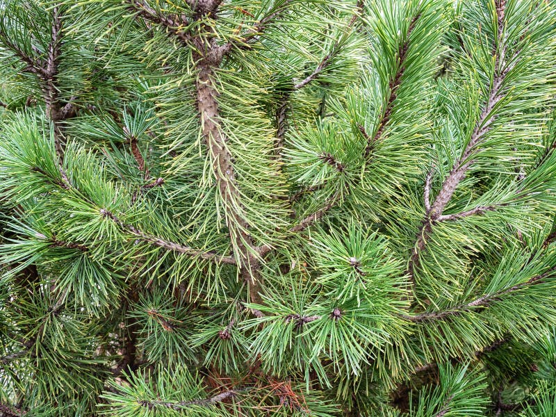 Fresh Green Branches of Pine Tree Stock Photo - Image of needle ...