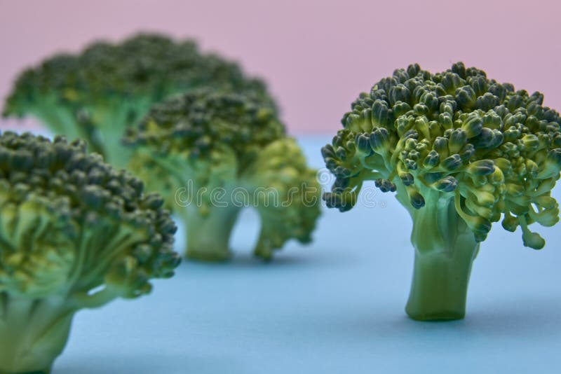 Fresh green broccoli stock image. Image of herbs, radish - 166526389