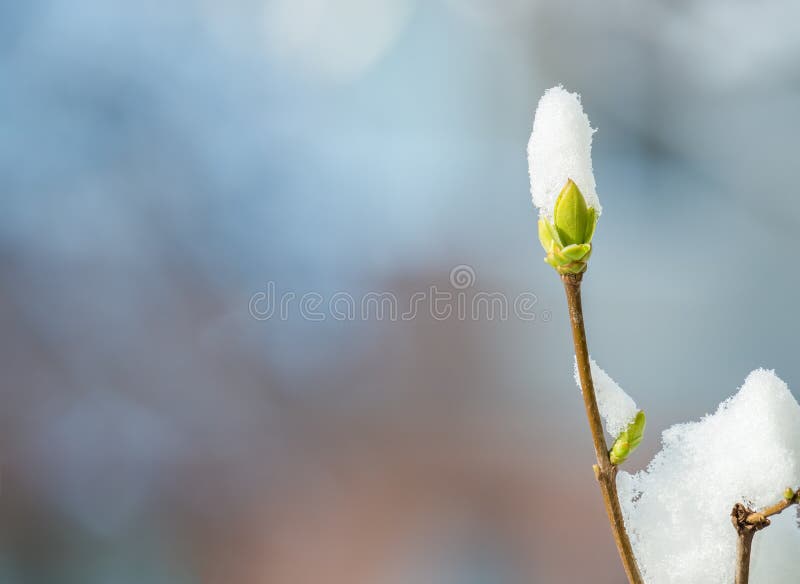 Fresh Green Bud Covered with White Snow. First Sign of Spring Stock ...