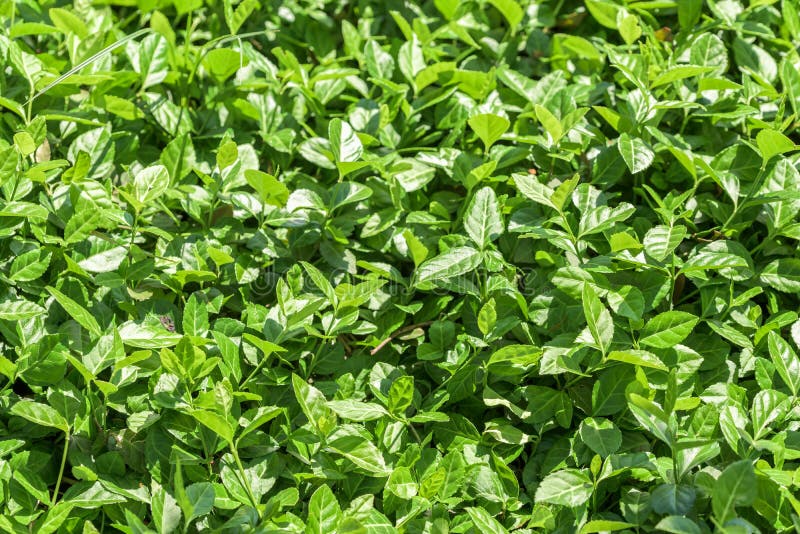 Fresh Green Bush Leaves stock photo. Image of herb, close - 56300260