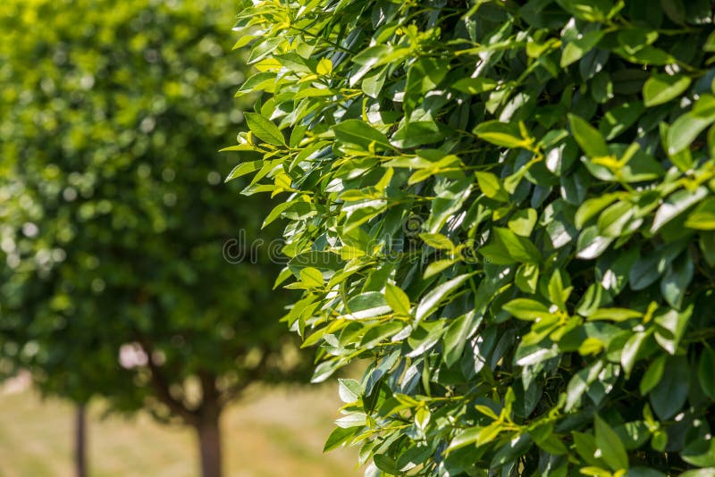 Fresh Green Bushes Close-up Stock Image - Image of foliage, shrub ...