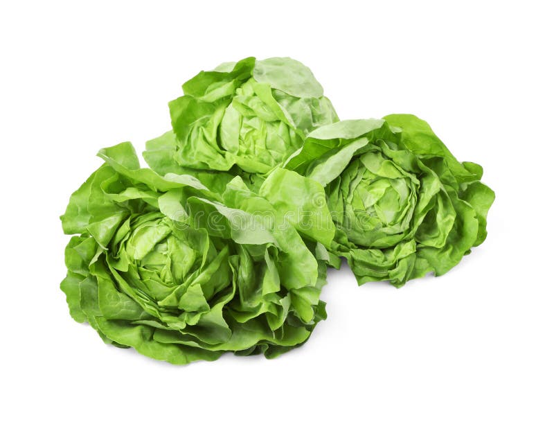 Fresh Green Butter Lettuce Heads Isolated on White Stock Image - Image ...