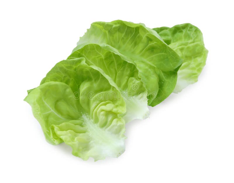 Fresh Green Butter Lettuce Leaves on White Stock Photo - Image of ...
