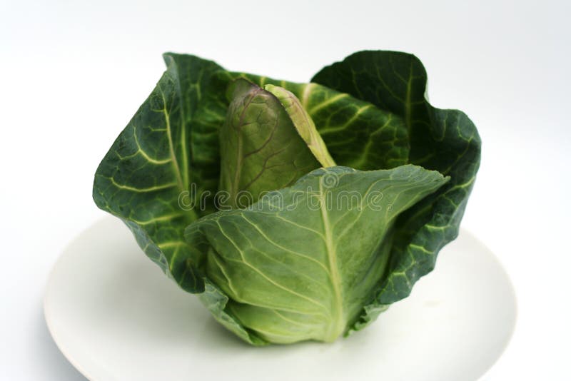 Red and Green Cabbage stock photo. Image of fried, grocery - 35828