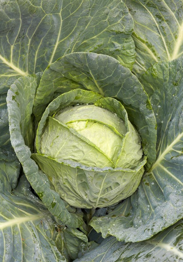 Organic cabbage stock photo. Image of vegetable, summer - 9989742