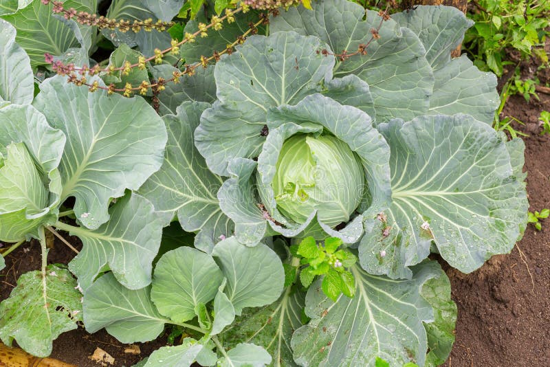 Fresh green cabbage stock photo. Image of ingredient - 71358794