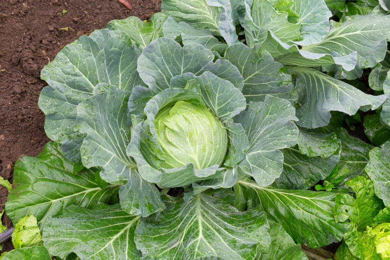 Fresh green cabbage stock image. Image of fresh, nutrients - 71359129