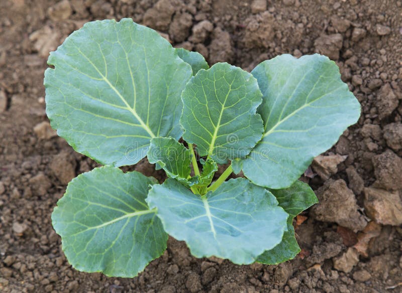 Fresh green cabbage stock image. Image of dieting, healthy - 77401801