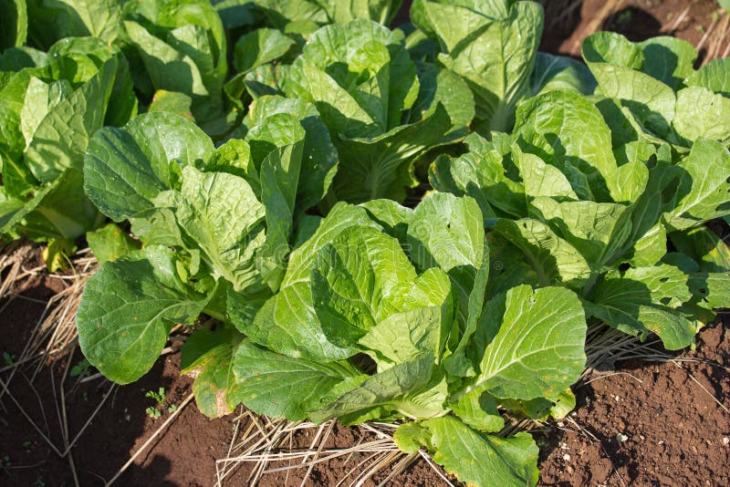 Fresh Green Cabbage from Convert Vegetable. Stock Image - Image of ...