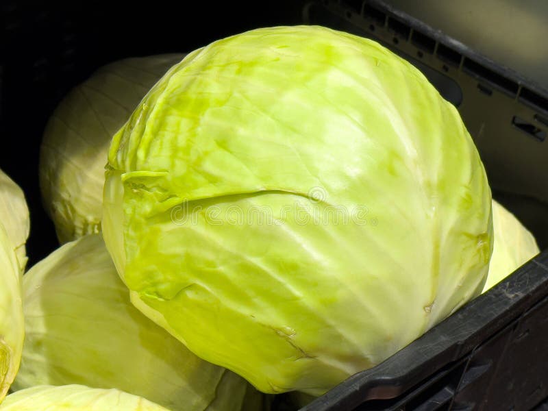 Fresh Green Cabbage Crate Under Sunlight Stock Photos - Free & Royalty ...