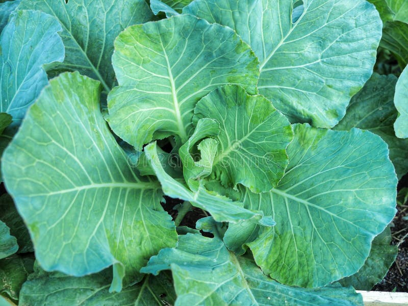 Fresh green cabbage stock image. Image of food, leaf - 132971315