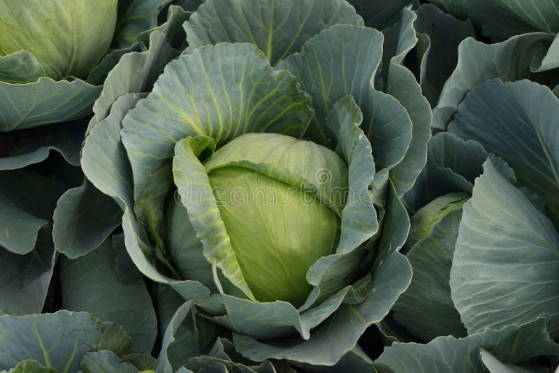 Fresh Green Cabbage in the Field Stock Photo - Image of cultivated ...
