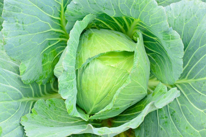 Fresh Green Cabbage in Garden Stock Photo - Image of freshness, full ...